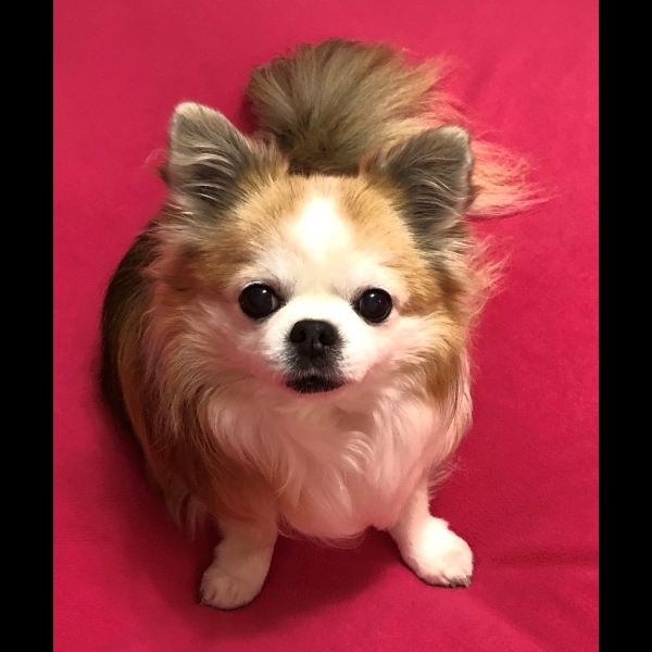 The Royal Marsden Cancer Charity - Sharon Ide